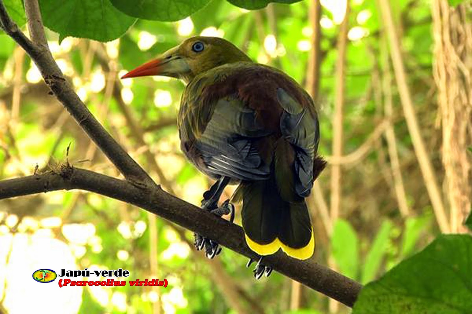 Zoologia: Japu-verde (Psarocolius viridis)